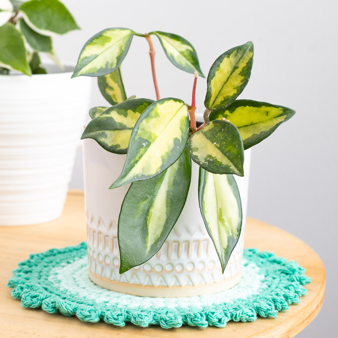 Hoya Krimson Princess Care Guide - A Variegated Carnosa Cultivar - You ...